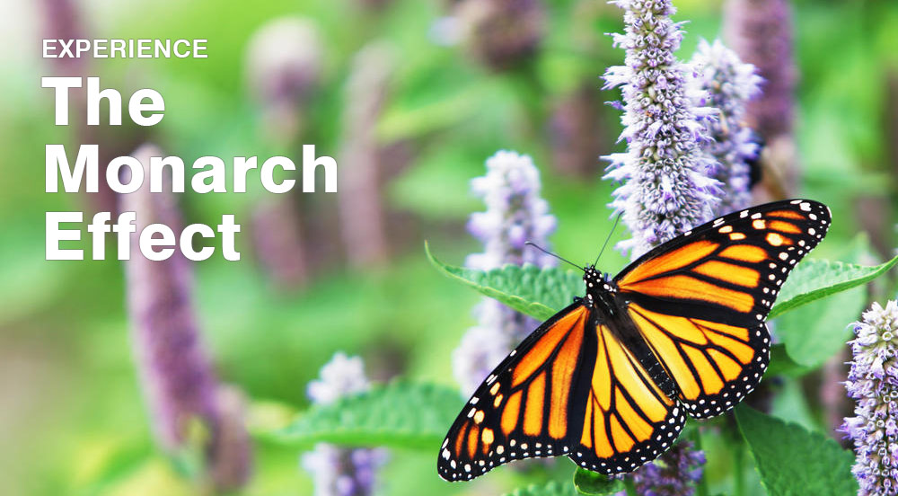 Watch The Monarch Effect In Action Environmental Defense Fund
