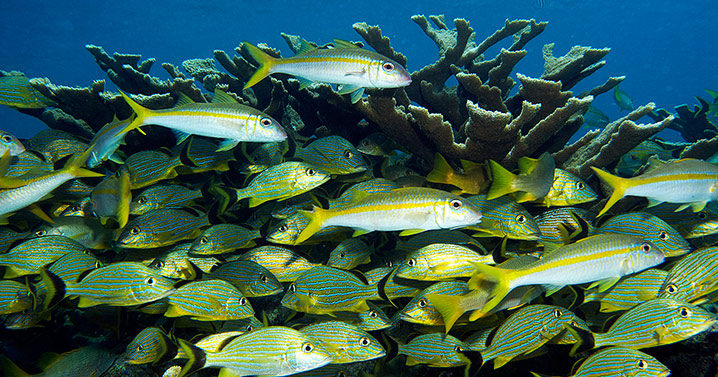 Hidden Beauty in Cuban Waters - Awesome Ocean
