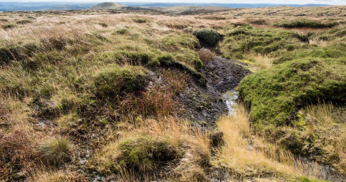 Carbon savior or carbon bomb? The complicated story of Earth's peat bogs