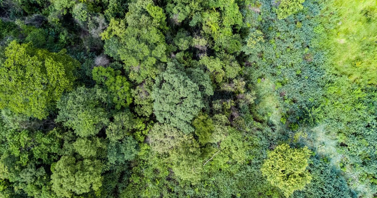 High Forest, Low Deforestation | Environmental Defense Fund