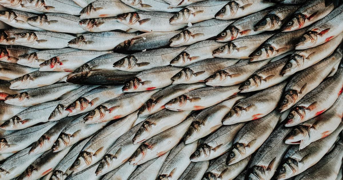 overfishing problems