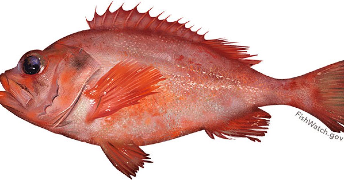 11 sustainably caught fish that taste great | Environmental Defense Fund