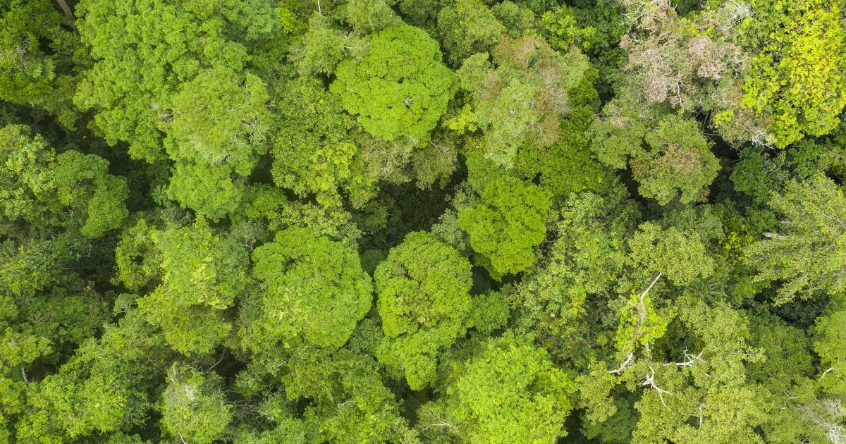 High Forest, Low Deforestation | Environmental Defense Fund