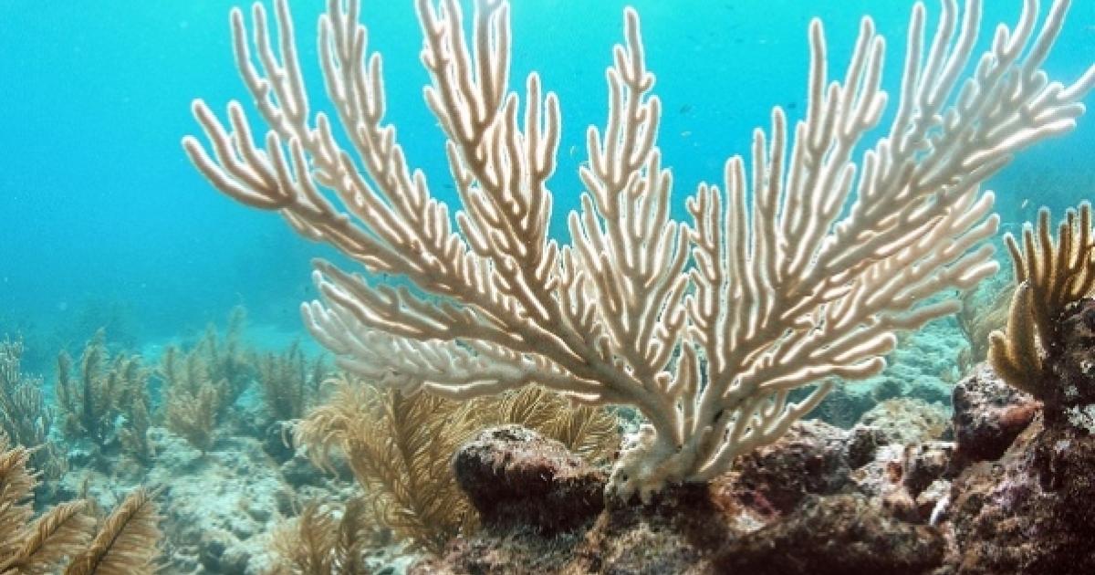 5 ways climate change is affecting our oceans | Environmental Defense Fund