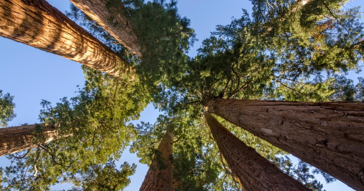 California Cap-and-Invest updates deeply misguided, undermine the ...